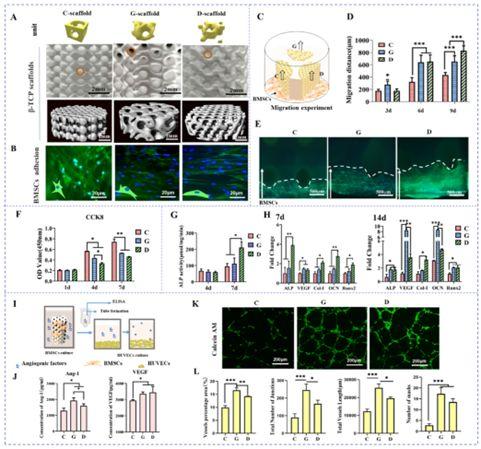 华南理工大学《Bioact. Mater.》：支架孔隙形态调节骨再生机制 - 知乎