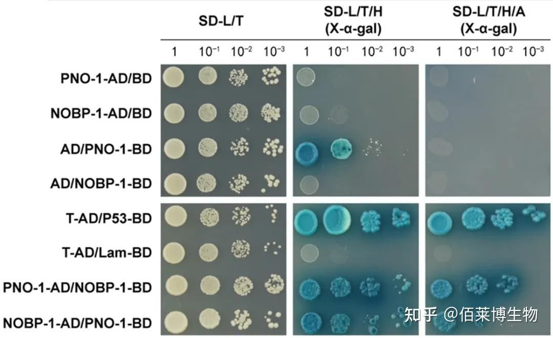 酵母核体系双杂交（Y2H）验证实验 - 知乎