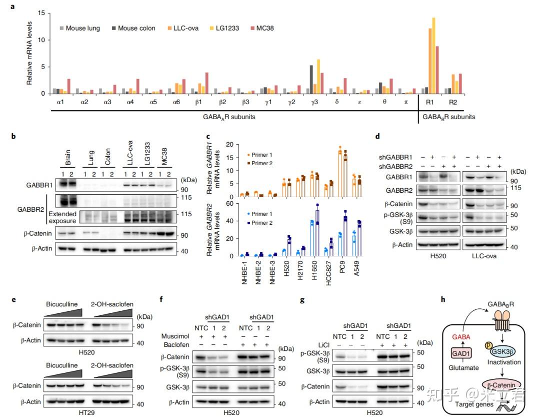 IF=28.213/Q1|肿瘤细胞来源的γ-氨基丁酸促进肿瘤增殖和抑制免疫细胞的机制研究 - 知乎