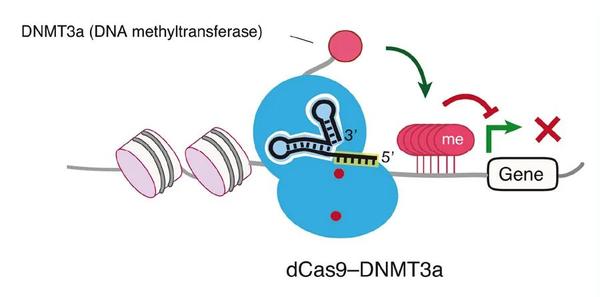 谈谈CRISPR/dCas9系统的“百变”应用（一） - 知乎
