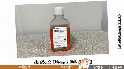 Jurkat Clone E6-1细胞培养，人急性T淋巴细胞白血病细胞培养攻略-丰晖生物 - 知乎