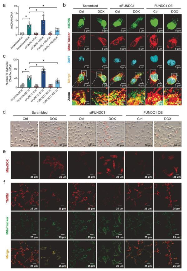 CDD丨FUNDC1 通过与 TUFM 相互作用来防止阿霉素诱导的心肌细胞的PANoptosis - 知乎