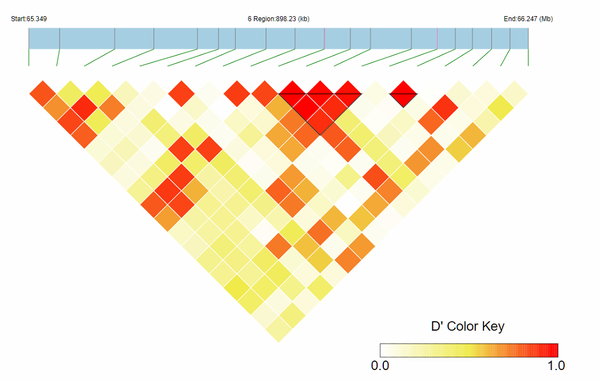 Haploview做单倍型教程1--软件安装 - 知乎