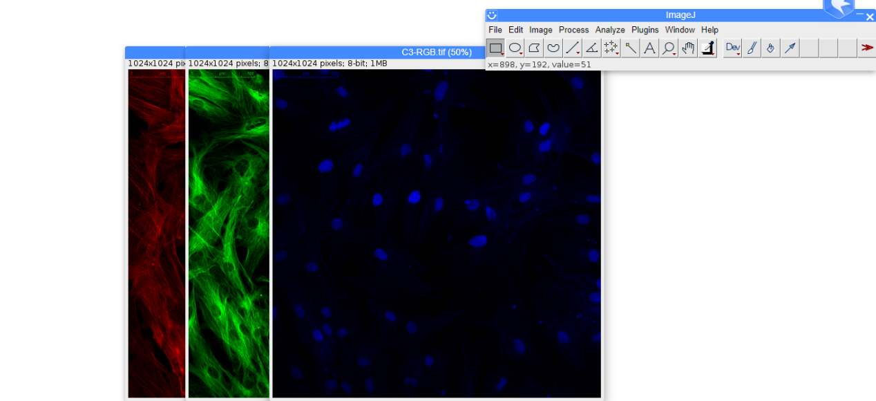利用Image J 拆分和Merge荧光图片 - 知乎