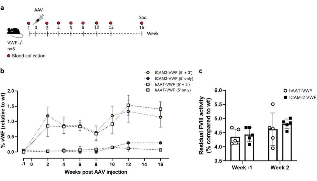 【科研实用宝典】AAV在血管内皮细胞中的应用 - 知乎