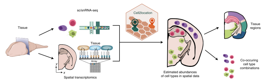 Nat Biotechnol | Cell2location : 贝叶斯算法联合分层分析绘制精细空间转录组图谱 - 知乎