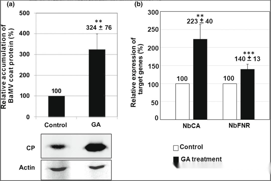 【New Phytol】来自质体MEP途径的赤霉酸参与BaMV的积累 - 知乎