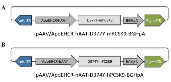 【新品推荐】AAV-PCSK9构建动脉粥样硬化模型 - 知乎