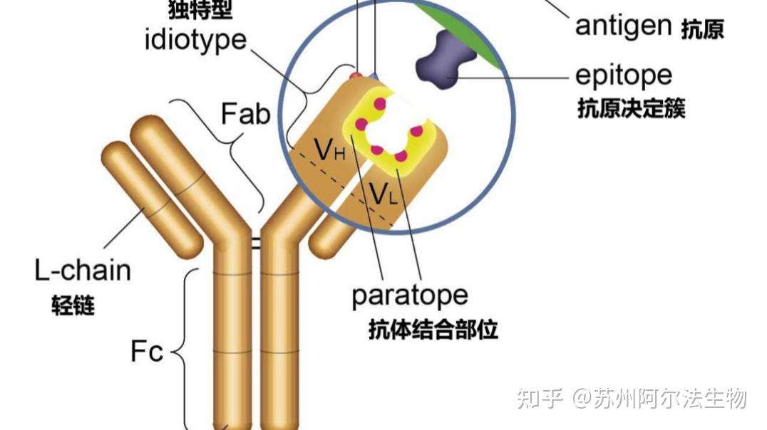 单克隆抗体与多克隆抗体的区别是什么 知乎