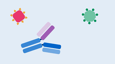 Single-Chain Fragment Variable (ScFv) - 知乎