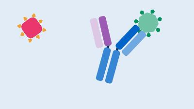 Single-Chain Fragment Variable (ScFv) - 知乎