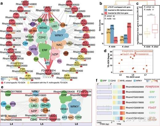 HR-杜鹃花T2T基因组 - 知乎