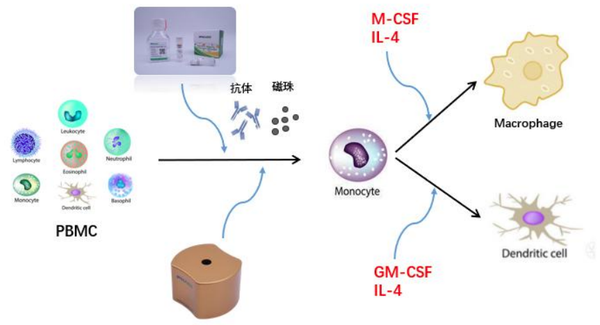 CD14+单核细胞：Macrophage和DC的前体细胞 - 知乎