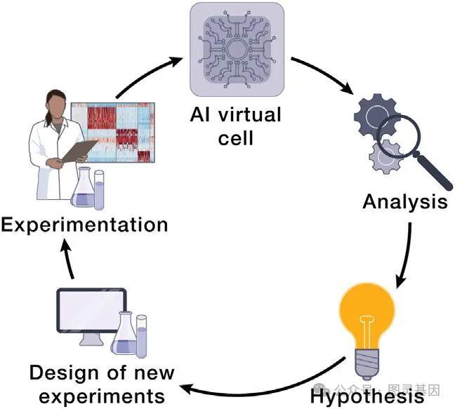 人工智能虚拟细胞的突破与未来
