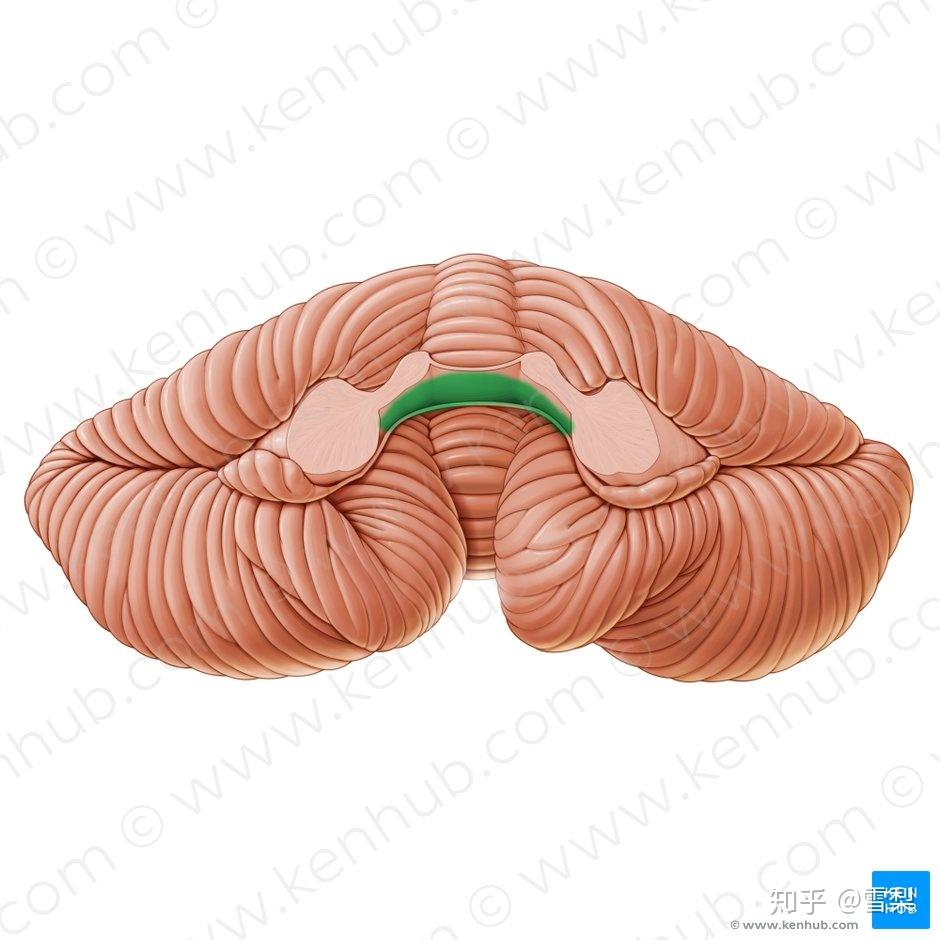 Fourth ventricle 四脑室 - 知乎