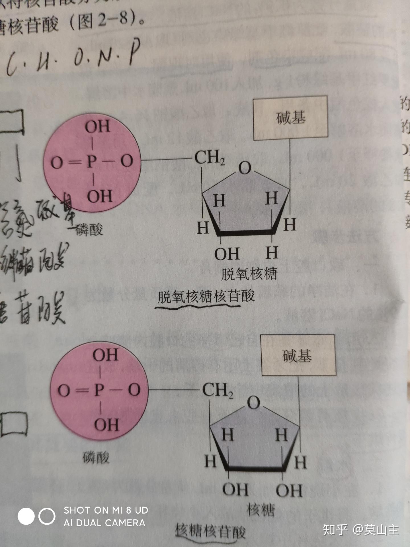 生物必修一分子与细胞 第二章组成细胞的分子 第三节遗传信息的携带者核酸 - 知乎