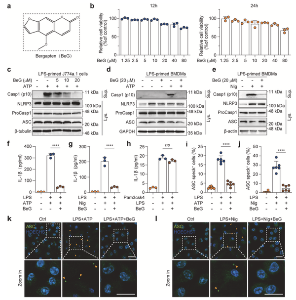 药理学报丨Bergapten 通过促进线粒体自噬抑制 NLRP3 炎症小体激活和细胞焦亡 - 知乎