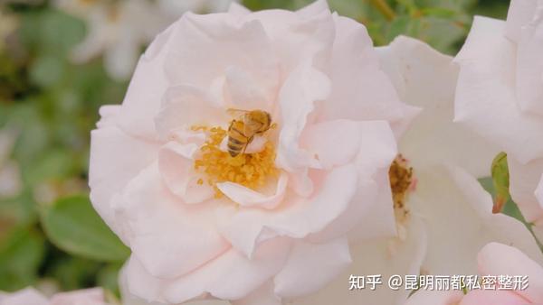 私密部位的颜色和经验丰富无关! 知乎