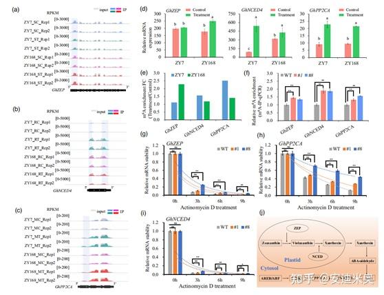 N6-甲基腺苷RNA修饰以Ca2+和ABA依赖的方式调控棉花的干旱响应——AbMole科研快报 - 知乎