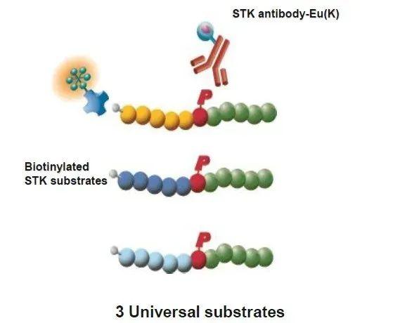 不是所有TR-FRET，都是HTRF 202408-上海玮驰仪器有限公司