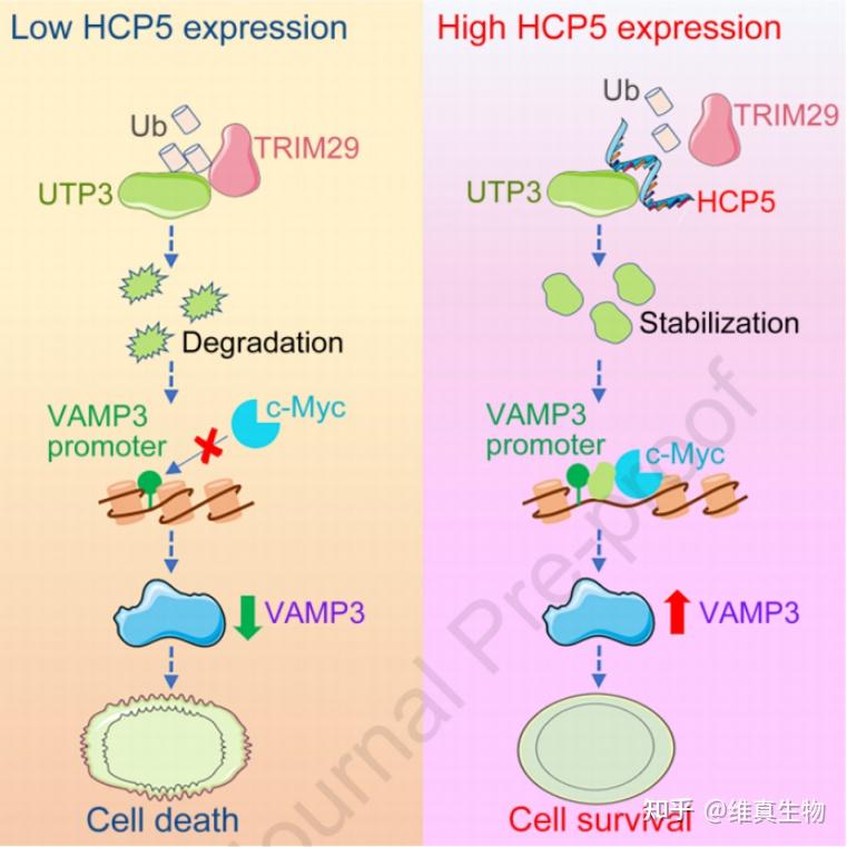 中国医学科学院刘芝华教授团队揭示HCP5/UTP3/c-Myc/VAMP3轴在肿瘤细胞凋亡抵抗中的关键作用！ - 知乎