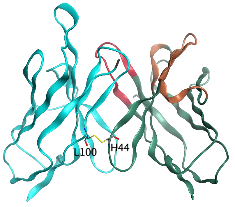 H44-L100：没有什么是一个二硫键解决不了的 - 知乎