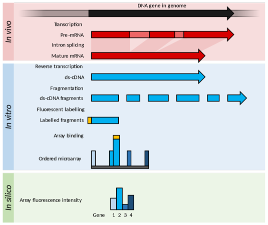 DNA微阵列（基因芯片）简介 - 知乎