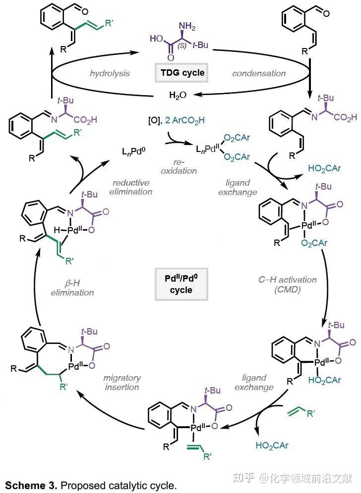 Angew：Pd(II)催化瞬态导向基导向的C(alkenyl)–H活化反应 - 知乎