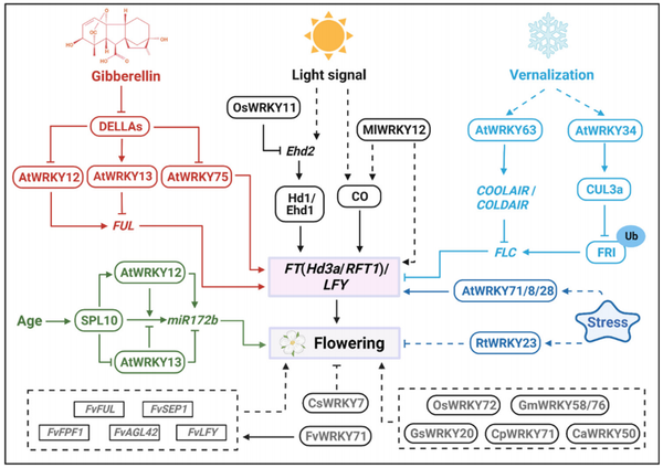 WRKY家族想做个自我介绍（一） - 知乎