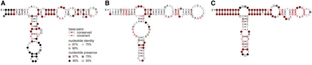 5S rRNA—最小的核糖体RNA - 知乎