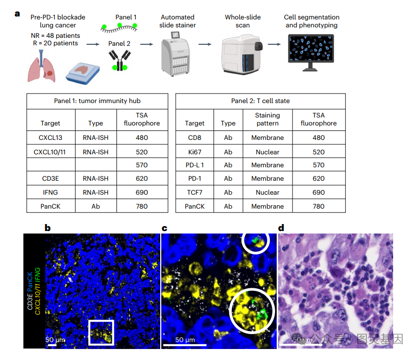Nat Immu | 哈佛MIT团队发现干细胞“免疫中枢”，与免疫治疗响应相关 - 知乎