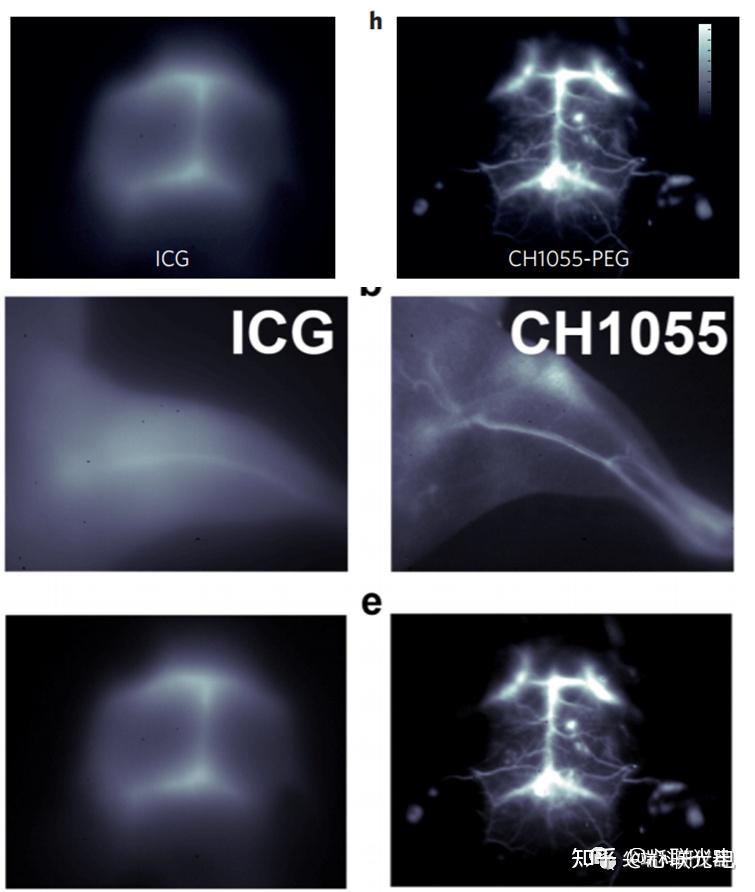 前沿热点：近红外小动物活体成像 - 知乎