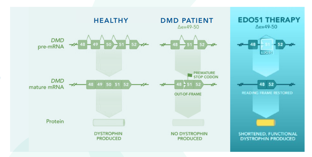 快讯 | PepGen宣布治疗DMD的候选药物PGN-EDO51进入II期临床 - 知乎
