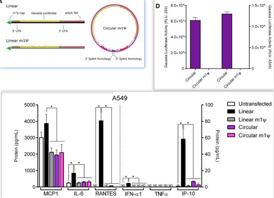 【耀文解读】一文全知道|最新外源circRNA机体免疫触发机制全收集 - 知乎