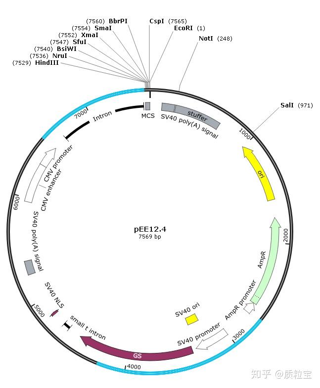 GS系统哺乳动物细胞抗体表达载体质粒 - 知乎