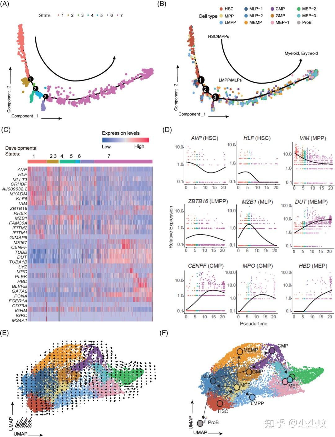 CTM新成果揭示更多干细胞干性相关基因功能，优化造血干细胞的临床应用 - 知乎