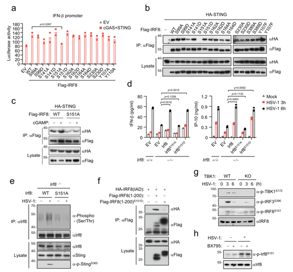 Nature Communications丨IRF8在单核细胞中对STING激活和先天免疫反应的转录非独立调节 - 知乎