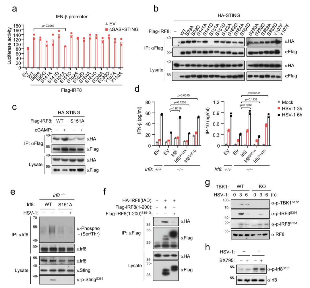 Nature Communications丨IRF8在单核细胞中对STING激活和先天免疫反应的转录非独立调节 - 知乎
