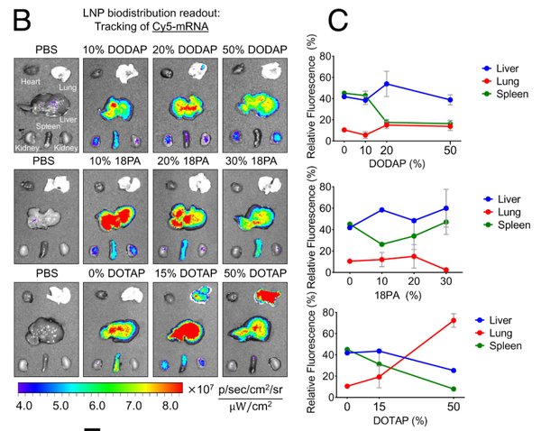 PNAS | On the mechanism of tissue-specific mRNA delivery by selective ...