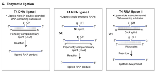 【耀文解读】环状RNA入行必备：RNA的体外环化方法 - 知乎
