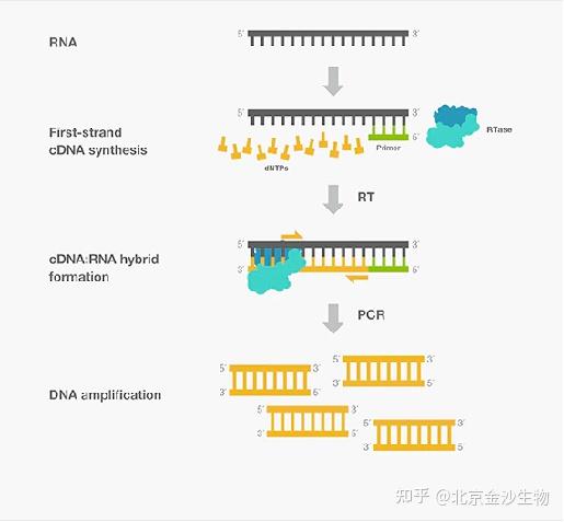 小知识 | 了解逆转录，获得高质量cDNA - 知乎