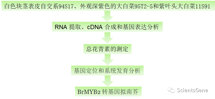 【Front Plant Sci】BrMYB2调控大白菜和拟南芥发育过程中花青素生物的合成机制 - 知乎