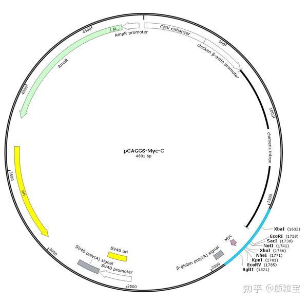 CAG启动子瞬转表达载体 - 知乎