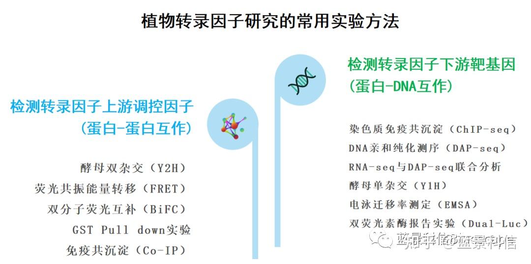 植物转录因子研究策略及方法 - 知乎