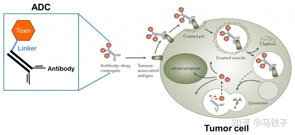 浅析抗体-偶联药物（ADC）技术 - 知乎