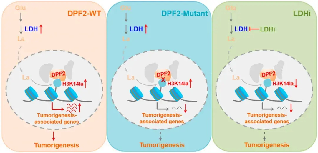 PNAS、NAR | 天津医科大学张锴：组蛋白乳酸化、β-羟基丁酰化的阅读器及其调控机制 - 知乎