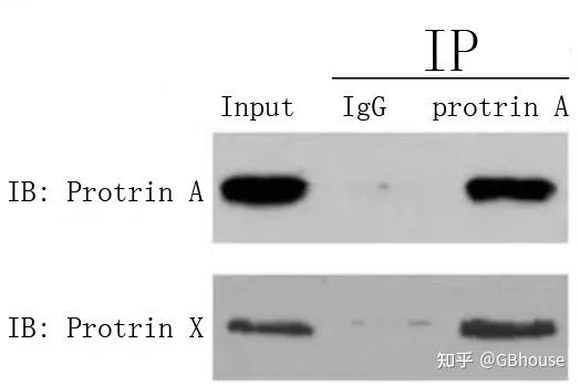 Co-IP实验实操及实验结果解读 - 知乎
