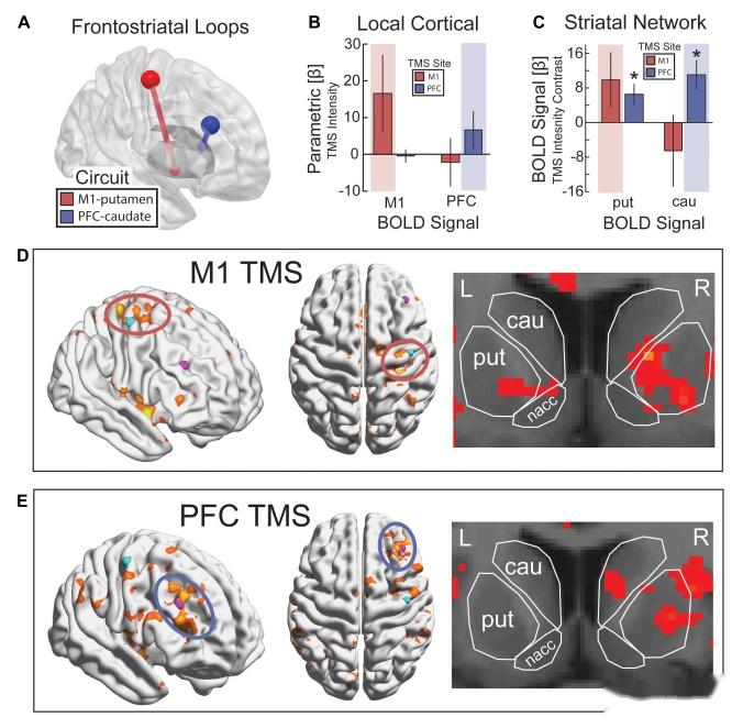 同步TMS-fMRI研究脑功能网络的指南 - 知乎