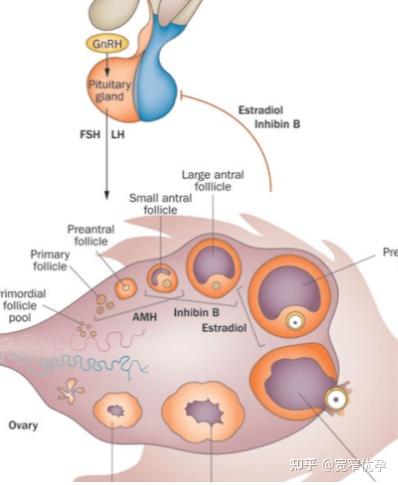 AMH 和 FSH 激素：你生育能力的关键因素 - 知乎