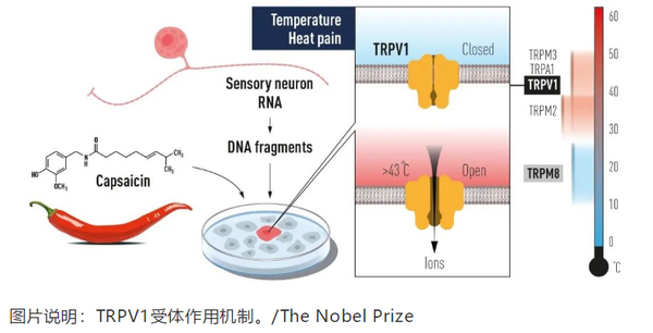 浅谈TRPV1在皮肤中的表现 - 知乎
